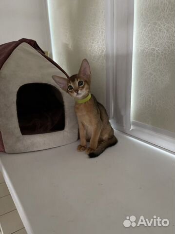 Кошка