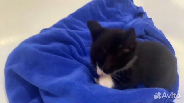 Котенок Мики