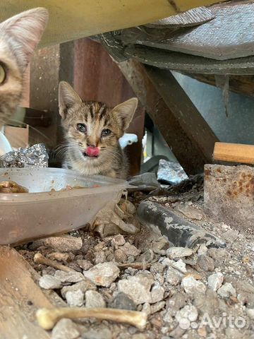 Котятки в добрые руки