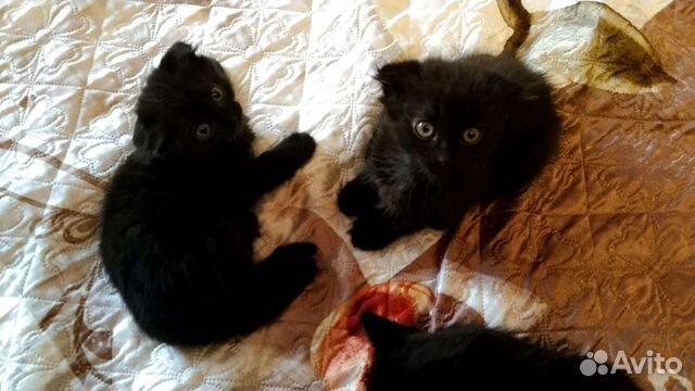 Котята в добрые руки бесплатно