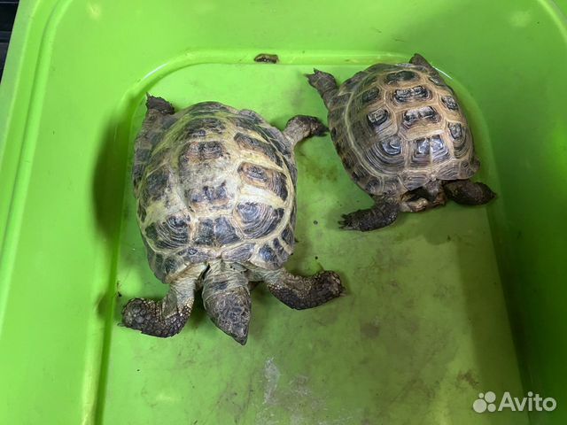 Черепаха