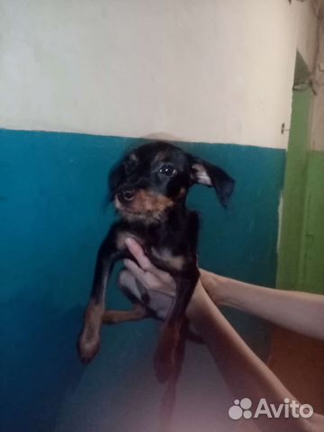 Той-терьер щенок