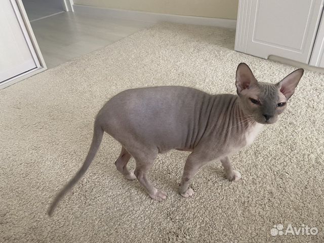 Канадский сфинкс