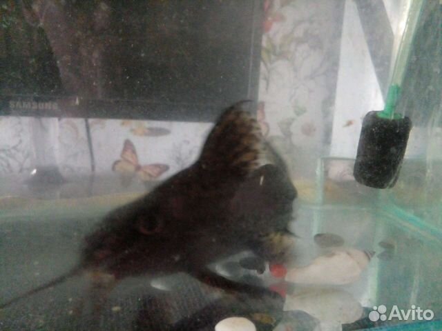 Сом кукушка