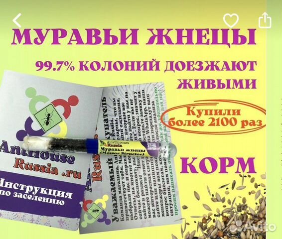 Муравьи жнецы