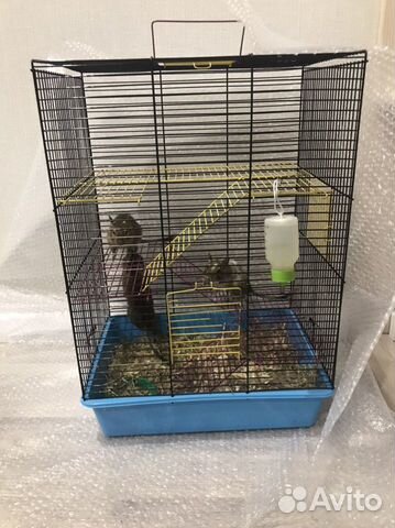 Дегу с клеткой в дар