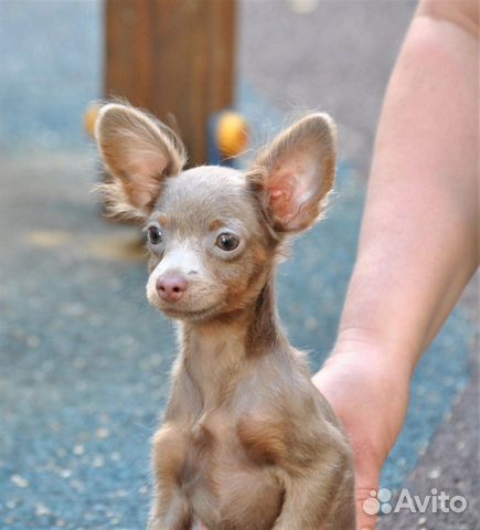 Лиловый красавчик