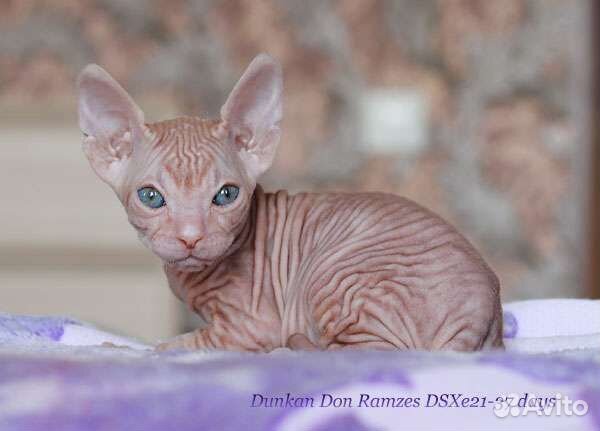 Мальчик дончак