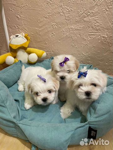 Щенки мальтезе мини