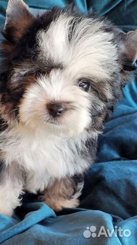 Бивер мальчик уголек