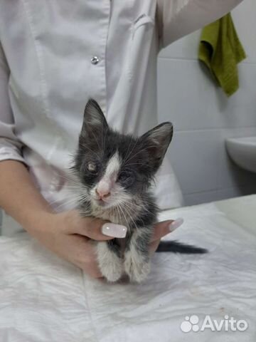 Котёнок Котя