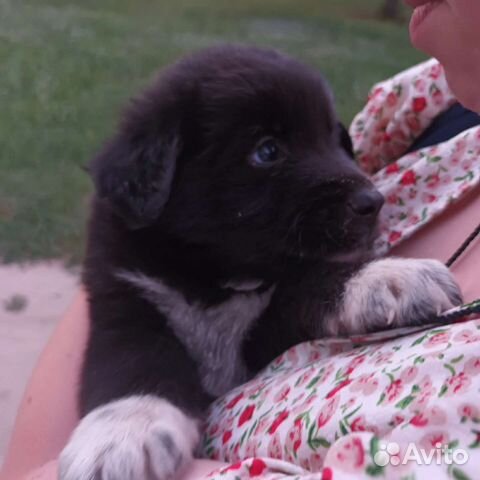 Щенок в добрые руки бесплатно