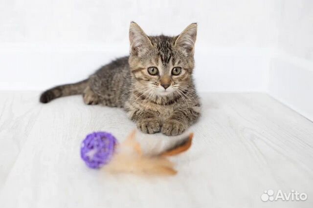 Котенок Морковка