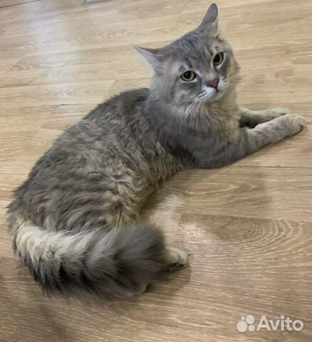 Кот Лёша