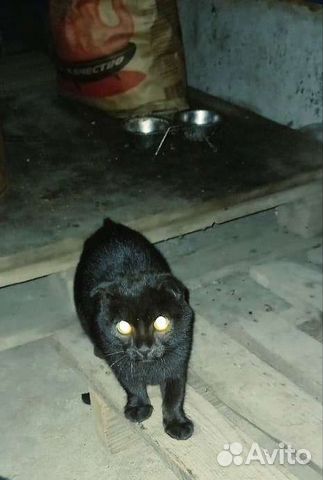 Отдам бесплатно кота,помесь с вислоухим