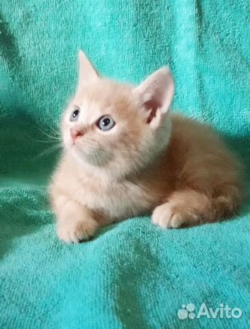 Котенок мальчик 5 недель
