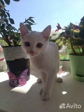 Котята породы Као Мани