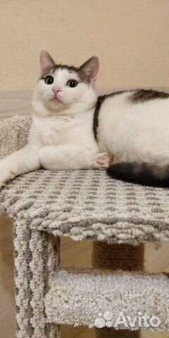 Кошечка Клепа ищет дом
