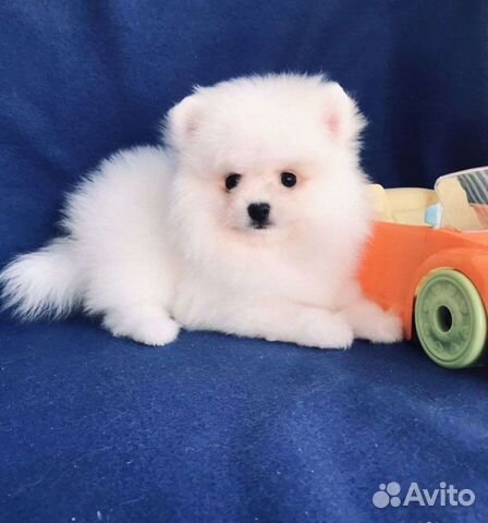 Мишки померашки