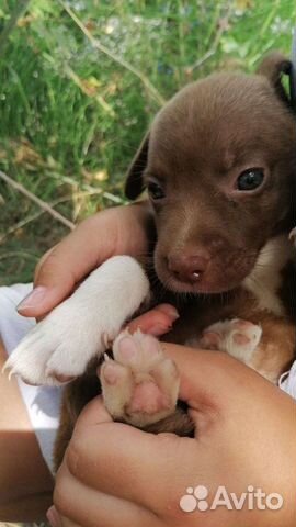 Щенок Девочка мальчик в добрые руки