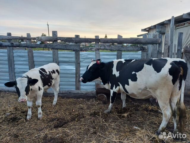 Продам подсосную корову с бычком