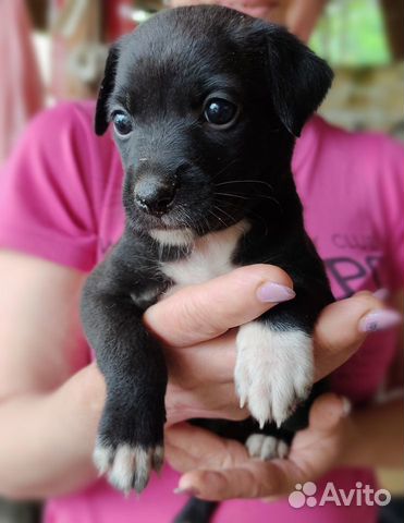 Раздаю щенят