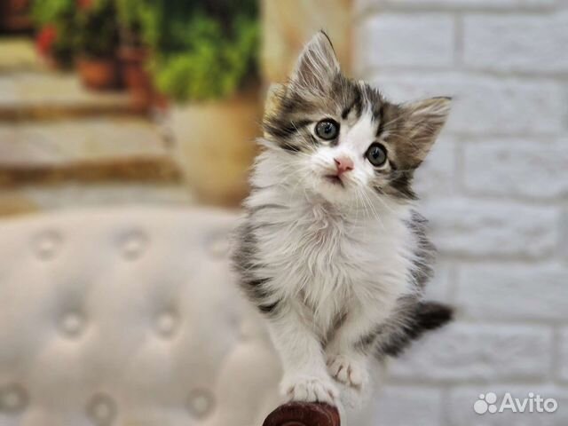 Поночка котёнок 2 мес. В семью взрослым людям