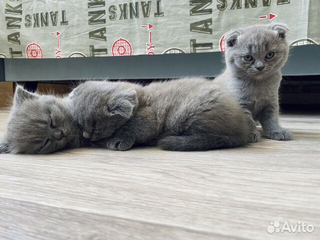 Шотландские котята