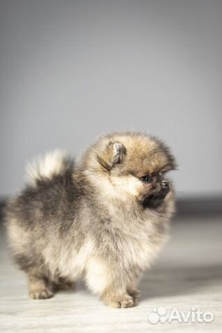 Шикарный мальчик пом,в медвежьеи типе