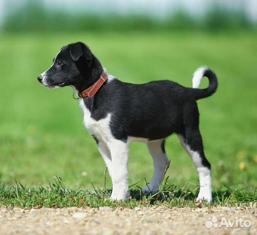 Дана 4 месяца. Очень нужен дом