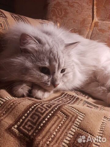 Спасенный котик ищет дом