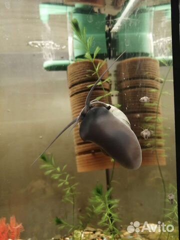 Улитки Ампулярии