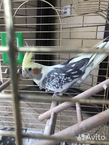 Попугай корелла с клеткой