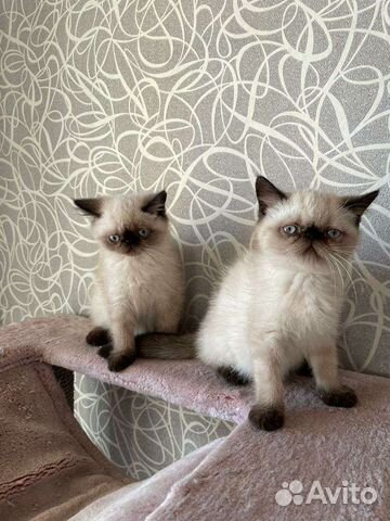 2 кошки экзоты
