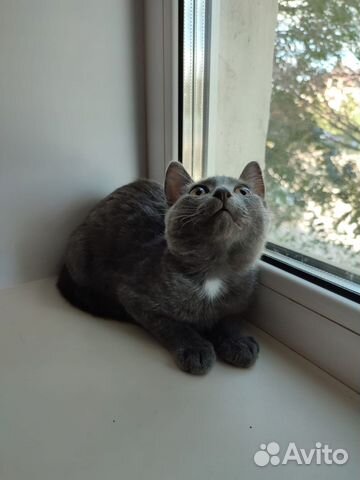 Пристраивается