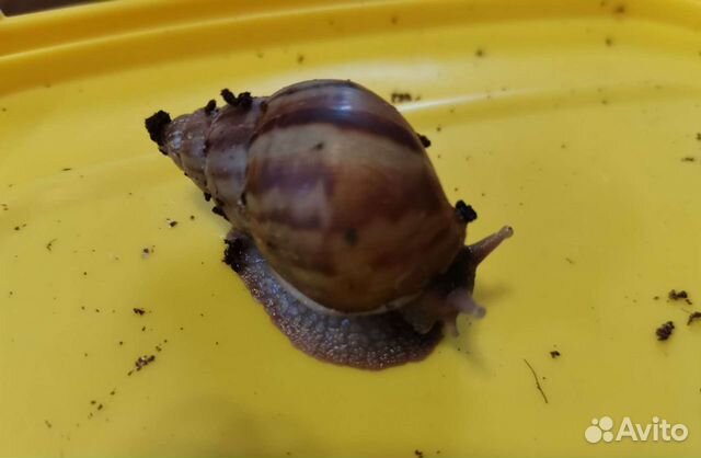 Улитка ахатина бесплатно 3 шт