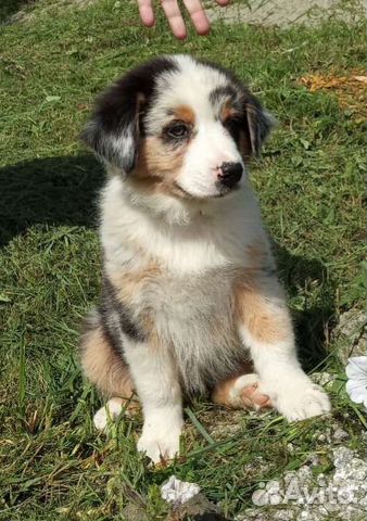 Австралийская овчарка аусси