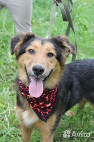 Отдам молодого дружелюбного пёсика