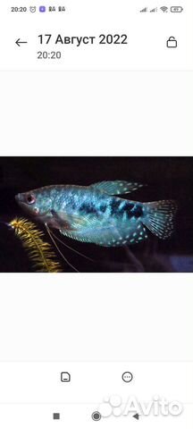 Мраморный Гурамми