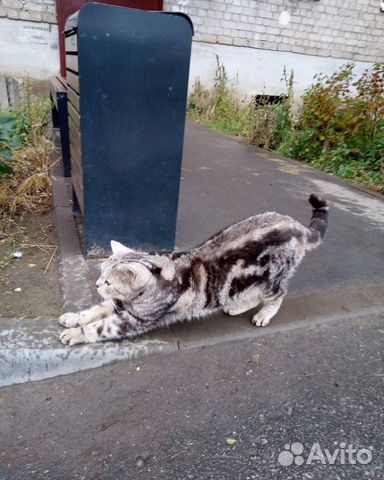 Ищем хозяна