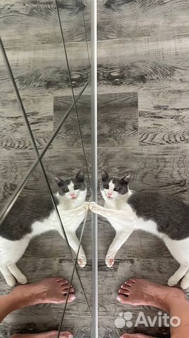 Казанский кот