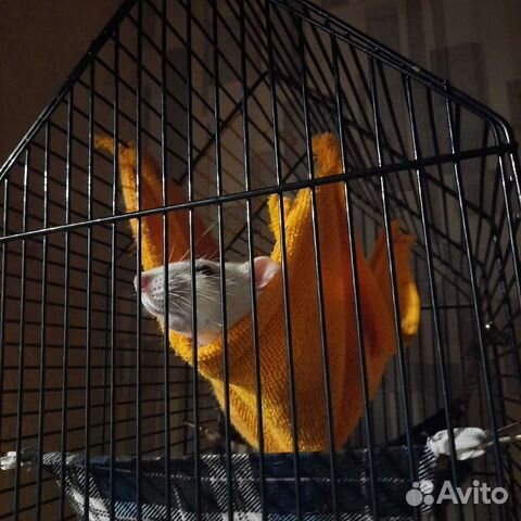 Отдам в добрые руки крыс