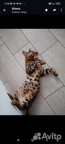 Бенгальская кот