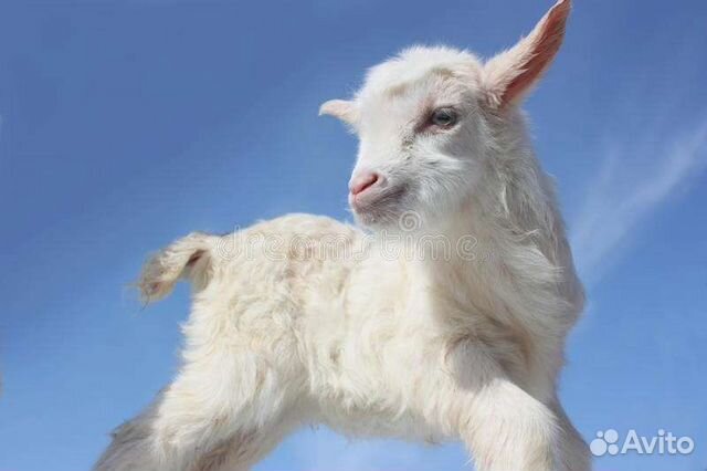 Изобильный ставропольский край