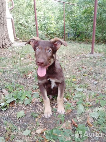 Собака в добрые руки