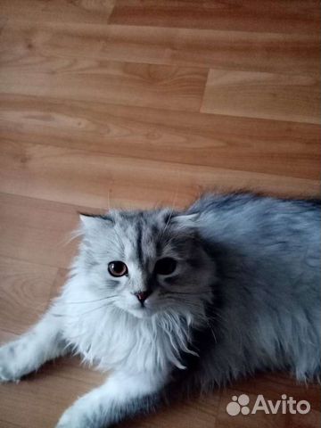 Кот шотландский вислоухий