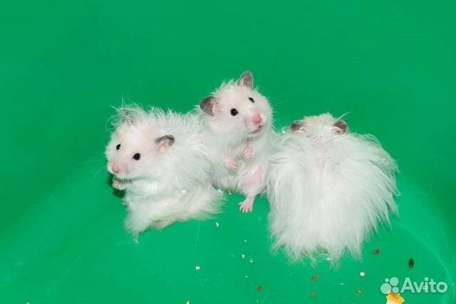 Хомяки Сибирские