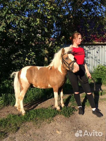 Пони на случку