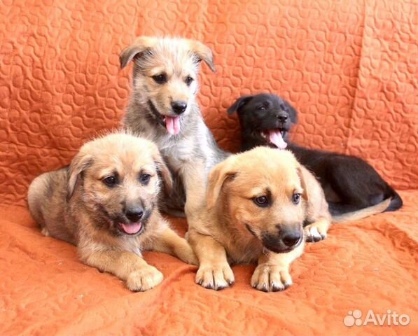 Щенки 2 (месяца)