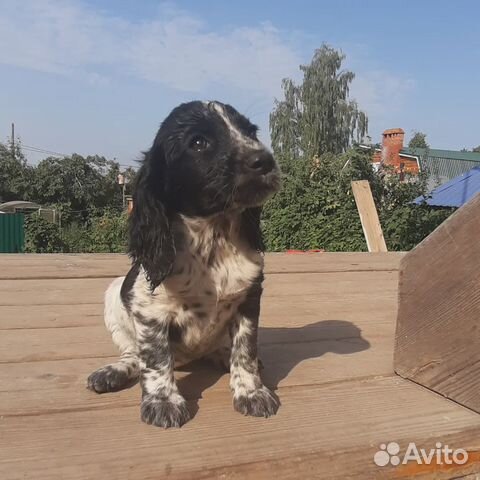 Щенки русского спаниеля